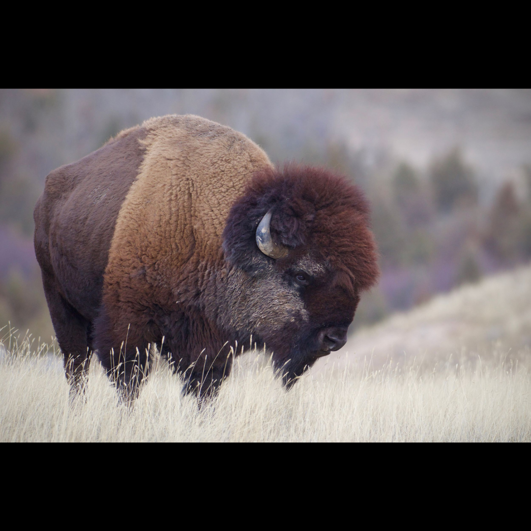 The Buffalo - Decoupage Tissue | Deborah Bucher Designs